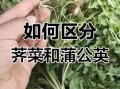 荠菜和蒲公英图片区别_怎么一眼分辨荠菜
