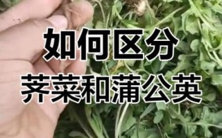 荠菜和蒲公英图片区别_怎么一眼分辨荠菜