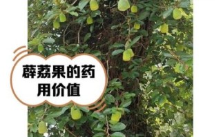 爱玉果和薜荔果的区别_如何一眼分辨