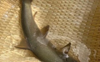 雅鱼多少钱一斤_雅鱼价格为什么差别大