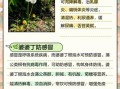 婆婆丁根泡水喝的功效_婆婆丁根泡水有什么禁忌