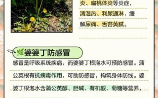 婆婆丁根泡水喝的功效_婆婆丁根泡水有什么禁忌