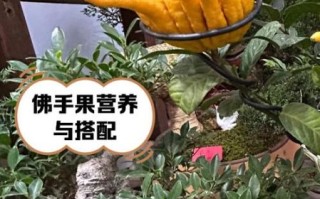 佛手果的功效与作用_佛手果怎么吃最好