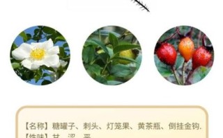 金樱子长期喝有害处吗_金樱子泡水副作用