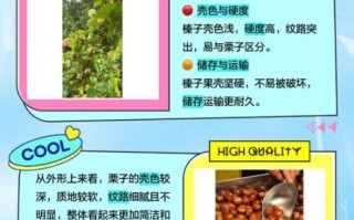 榛子图片与栗子区别_如何一眼分辨