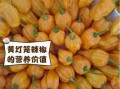 海南灯笼椒辣不辣_海南灯笼椒图片怎么拍才好看