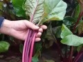 甜菜叶可以生吃吗_甜菜叶怎么吃最好