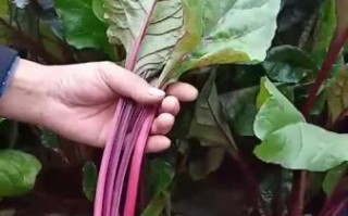 甜菜叶可以生吃吗_甜菜叶怎么吃最好