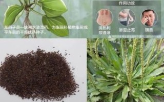 车前子长什么样_车前子真假辨别方法