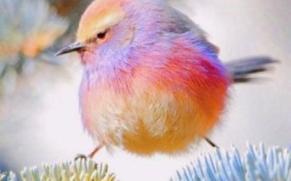 斑斓是什么颜色_斑斓和彩色有什么区别