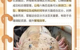 六角恐龙鱼怎么分公母_六角恐龙鱼公母区别图解