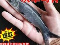 螺蛳青鱼苗多少钱一斤_螺蛳青鱼苗怎么挑选