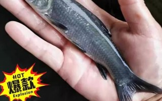 螺蛳青鱼苗多少钱一斤_螺蛳青鱼苗怎么挑选