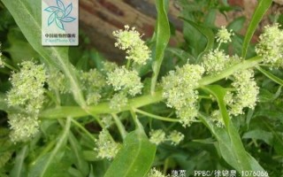 红嘴绿鹦哥是什么蔬菜_菠菜的别名叫法