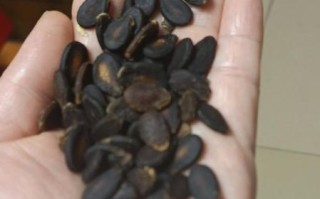 西瓜子是西瓜里面的籽吗_西瓜子来源揭秘