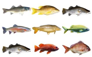 深海鱼有哪些图片大全_深海鱼种类名称及高清图鉴