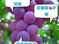 紫葡萄的功效与作用及禁忌_哪些人不能吃紫葡萄