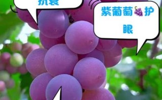 紫葡萄的功效与作用及禁忌_哪些人不能吃紫葡萄