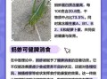 蚱蜢怎么养_蚱蜢吃什么食物