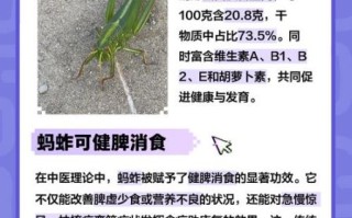 蚱蜢怎么养_蚱蜢吃什么食物
