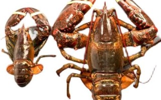 加拿大龙虾多少钱一斤_怎么挑选最新鲜