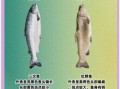 国产三文鱼是虹鳟鱼吗_虹鳟鱼和三文鱼区别
