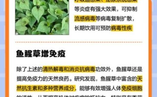 鱼腥草泡水喝的功效与副作用_长期喝鱼腥草水安全吗