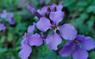 二月兰图片怎么拍_二月兰图片拍摄技巧