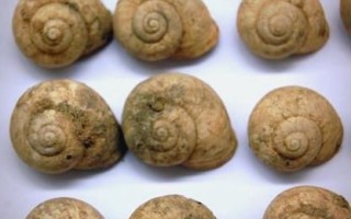 田螺和蜗牛的区别_田螺和蜗牛哪个能吃