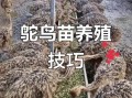 鸵鸟养殖骗局是真的吗_如何识别套路