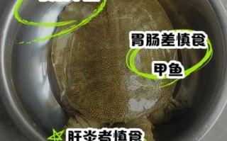 吃野生甲鱼的禁忌_哪些人不能吃野生甲鱼