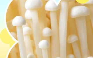 孕妇可以吃金针菇吗_金针菇对胎儿好吗