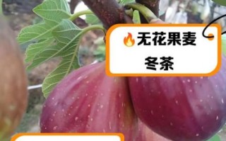 无花果对男性性功能好吗_无花果男人吃了壮阳吗