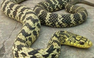 菜花蛇有几种_菜花蛇和草花蛇的区别