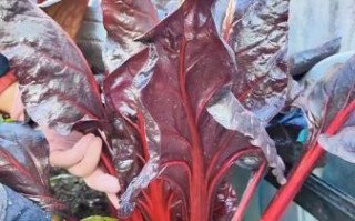 补血菜有哪些_补血菜怎么吃效果最好