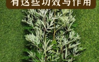 齐艾叶的功效与作用_齐艾叶怎么使用最有效
