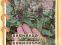 夏枯草能降血压吗_夏枯草的功效与作用