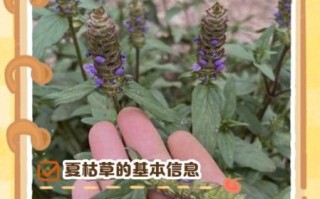 夏枯草能降血压吗_夏枯草的功效与作用