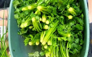 香菜馅饺子怎么调馅好吃_香菜饺子馅要不要焯水