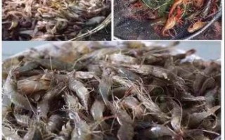 河虾喜欢吃什么饵料_野钓河虾用什么打窝最好