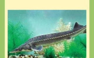 中华鲟可以吃吗_犯法吗