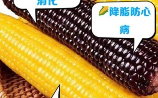 超甜玉米品种排名_哪个品种最甜