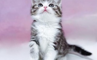 起司猫图片大全_起司猫为什么这么可爱