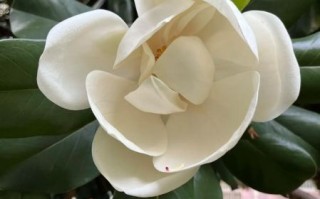 白玉兰花树怎么养_白玉兰花树一年开几次花