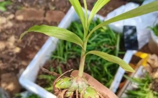 白芨种植技术_白芨亩产量多少斤