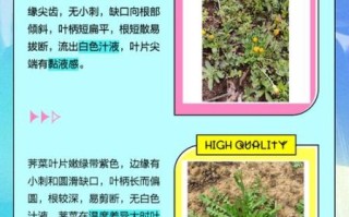 荠菜长什么样_荠菜和蒲公英区别