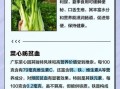 菜心的营养价值及功效与作用_菜心适合什么人吃