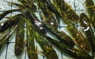 戈雅鱼怎么做好吃_戈雅鱼的家常做法