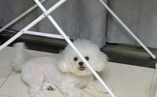 自制狗粮的做法_狗狗吃什么最健康