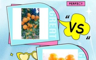 脐橙是什么意思_脐橙和普通橙子区别